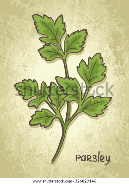 Parsley Hand Drawn Sketch Vector Illustration Stock Vector (Royalty ...