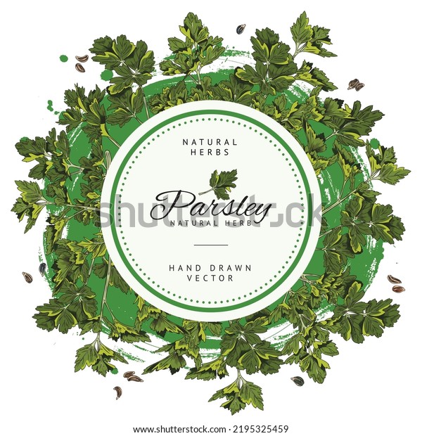 Parsley Kitchen Herb Badge Label Design Stock Vector (Royalty Free ...