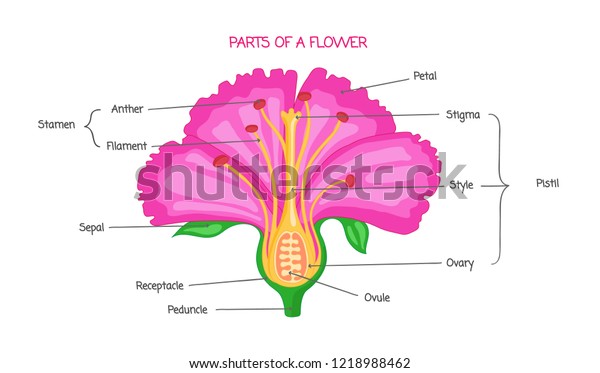 Part Flower Biological Diagram Vector Illustration Stock Vector ...