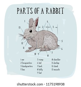 Part Rabbit Vector Illustration Engraving Rabbit Stock Vector (Royalty ...