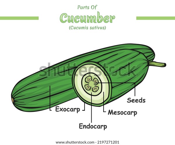 Parts Cucumber Illustration Vector File Easy Stock Vector (Royalty Free ...
