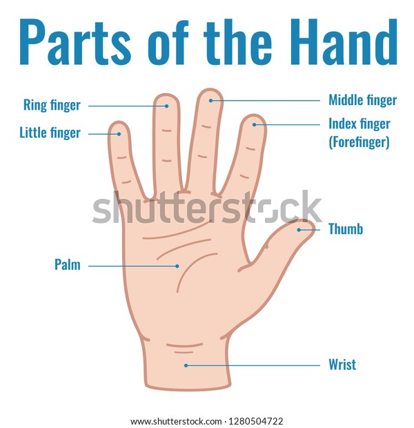 Parts Hand Vector Illustration Isolated On Stock Vector (Royalty Free ...