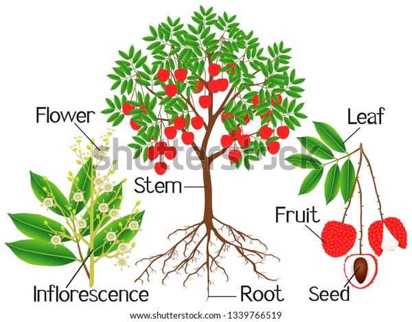 Parts Lychee Tree On White Background 스톡 벡터(로열티 프리) 1339766519 ...