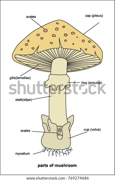 Parts Mushroom : image vectorielle de stock (libre de droits) 769274686