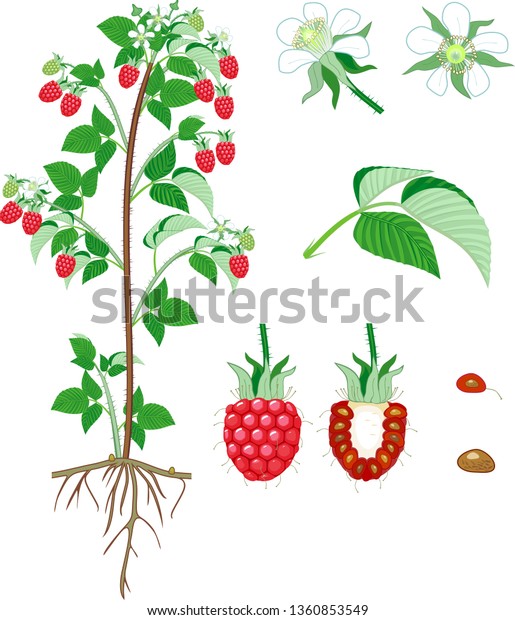 Parts Plant Morphology Raspberry Shrub Berries Stock Vector (Royalty ...