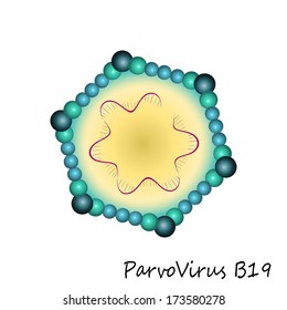 Parvovirus B19 Particle Structure Stock Vector (Royalty Free) 173580278 ...