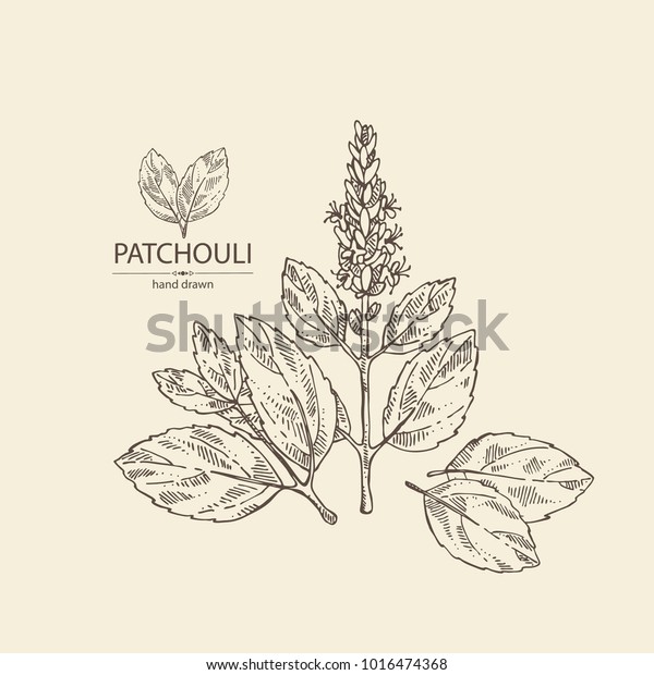 Patchouli Patchouli Branch Leaves Flowers Cosmetics 库存矢量图（免版税）1016474368