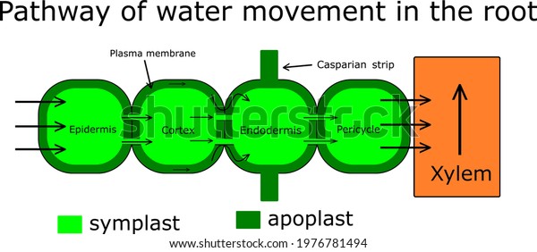 Pathway of water movements in the roots.