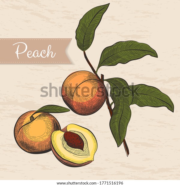 Peach Design Template Engraved Peach Vector Stock Vector (Royalty Free ...