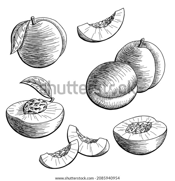Peach Fruit Graphic Black White Isolated Stock Vector (Royalty Free ...