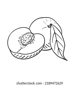 Peach Hand Drawing Illustration Black Color Stock Vector (Royalty Free ...