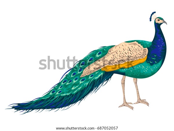 Peacock On White Background Hand Drawn Stock Vector Royalty Free