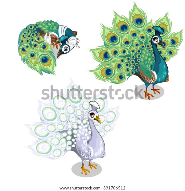 Peacock Wounded Wing Vector Illustration Stock Vector (Royalty Free ...