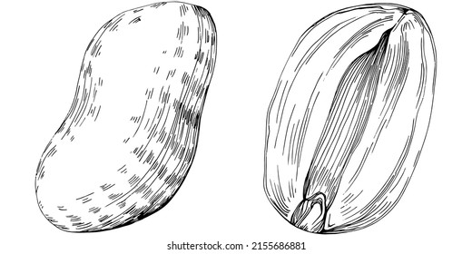 Peanut Handdrawn Vector Illustration Isolated On Stock Vector (Royalty ...