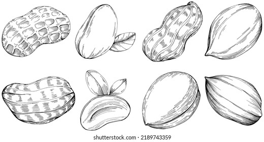 Peanut Handdrawn Vector Illustration Isolated On Stock Vector (Royalty ...