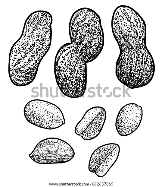 Peanut Illustration Drawing Engraving Ink Line Stock Vector (Royalty ...