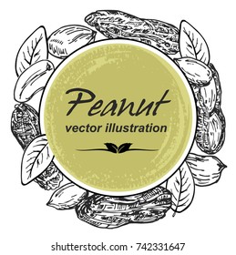Peanut Ink Sketch Nuts Hand Drawn Stock Vector (Royalty Free) 742331647 ...