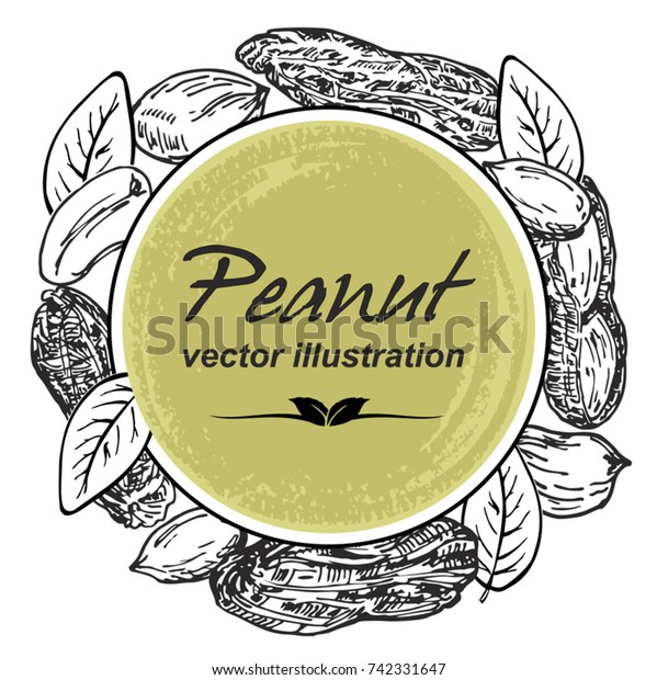 Peanut Ink Sketch Nuts Hand Drawn Stock Vector (Royalty Free) 742331647 ...