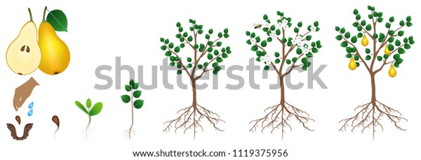 Pear Growth Cycle Isolated On White Stock Vector (Royalty Free ...