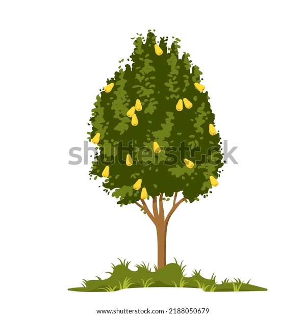 Pear Tree Growing Farm Garden Vector: เวกเตอร์สต็อก (ปลอดค่าลิขสิทธิ์ ...