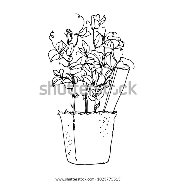 Peas in a pot. Seedling. Drawing line painted. The peat pot.