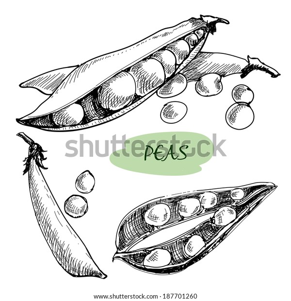 Peas Set Hand Drawn Graphic Illustration Stock Vector (Royalty Free ...