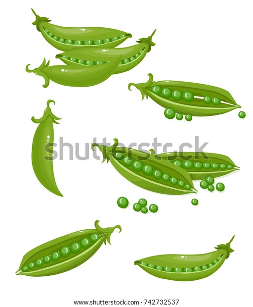 Peas Vector Illustration Stock Vector (Royalty Free) 742732537