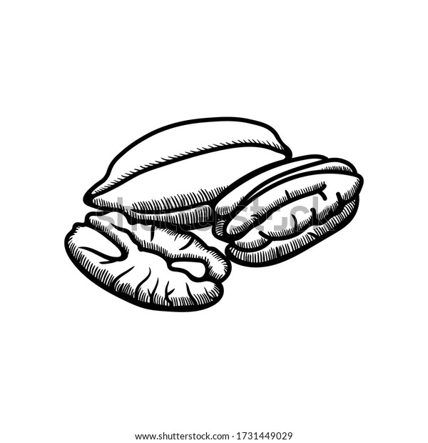 Pecan Illustration Engraving Doodle Pecan Shell Stock Vector (Royalty ...
