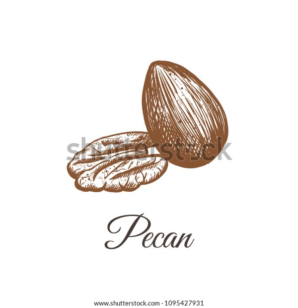 Pecan Sketch Hand Drawing Nut Pecan Stock Vector (Royalty Free ...