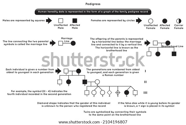 Pedigress Infographic Diagram Explained Simple Path Stock Vector ...