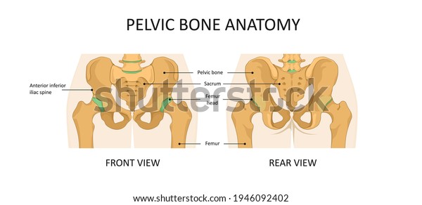 Pelvic bone anatomy. Pelvis hip illustration front and rear view