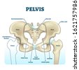 29+ Thousand Pelvis Anatomy Royalty-Free Images, Stock Photos ...