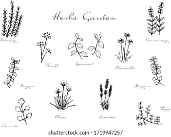 Pen Drawing Illustration Herb Set Stock Vector (Royalty Free) 1719947257