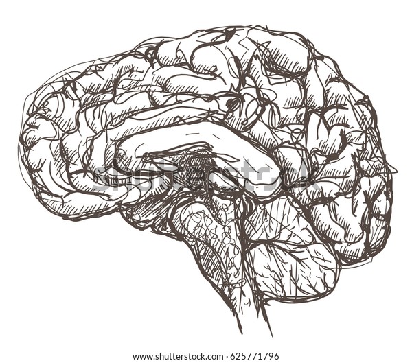 Pen Sketch Human Brain Shown Cross Stock Vector (Royalty Free) 625771796