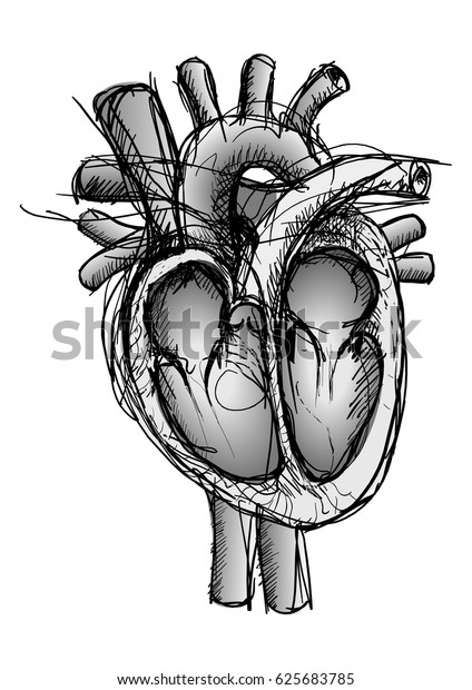 Pen Sketch Human Heart Main Veins Stock Vector (Royalty Free) 625683785