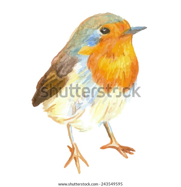 Pencil Sketch Illustration Bird Robin Stock Vector (Royalty Free) 243549595