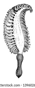 Pennatula Spinosa Which Constituted Bundles Base: เวกเตอร์สต็อก (ปลอด ...