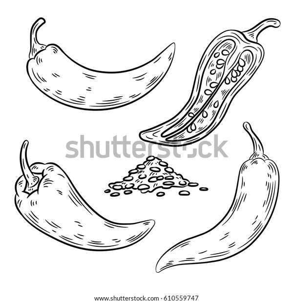 Pepper Drawing Isolated On White Background Stock Vector (Royalty Free ...