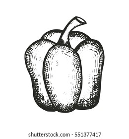Pepper Drawing Vector Illustration Stock Vector (Royalty Free ...