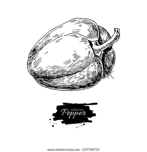 Pepper Hand Drawn Vector Illustration Vegetable Stock Vector (Royalty ...