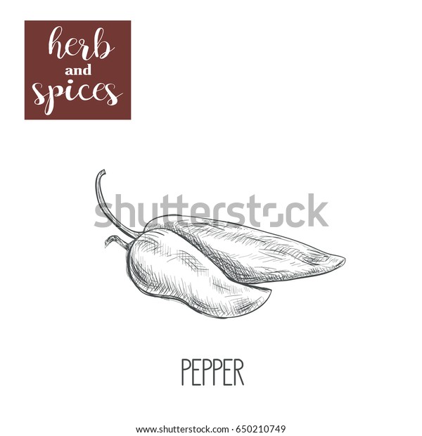 Pepper Sketch Hand Drawing Pepper Illustrations Stock Vector (Royalty ...