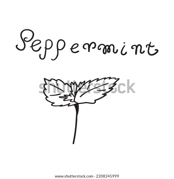 Peppermint Hand Drawn Outline Icon Nature Stock Vector (Royalty Free ...