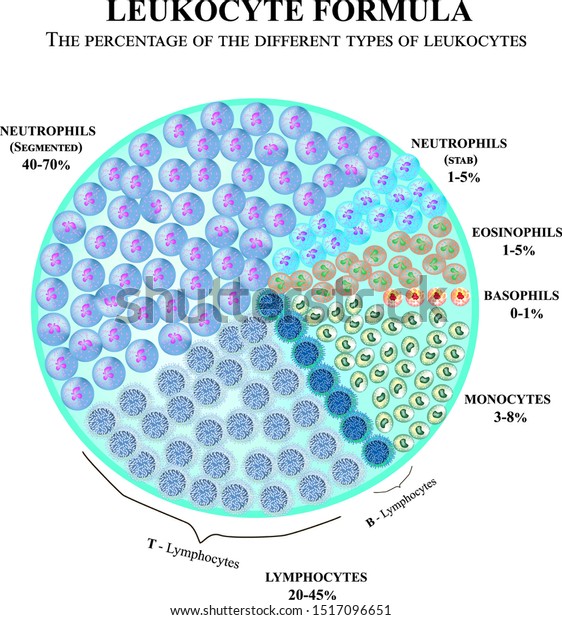 Percentage Different Types White Blood Cells Stock Vector (Royalty Free ... Percentage Different Types White Blood Cells Stock Vector (Royalty Free ...