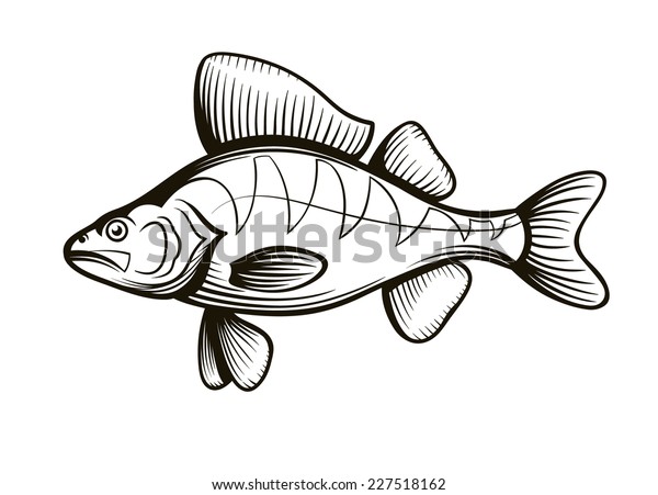 Perch Fish Outline Engraving Vector Illustration Stock Vector (Royalty ...