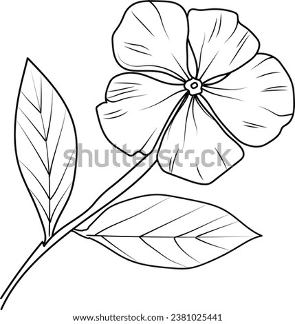 Periwinkle Flower Drawing | Free download on ClipArtMag
