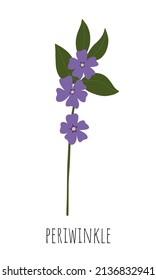 Periwinkle Medicinal Plants Vector Illustration Stock Vector (Royalty ...