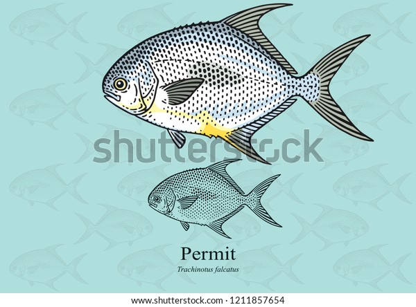 Permit Fish Cobbler Vector Illustration Refined Stock Vector (Royalty ...