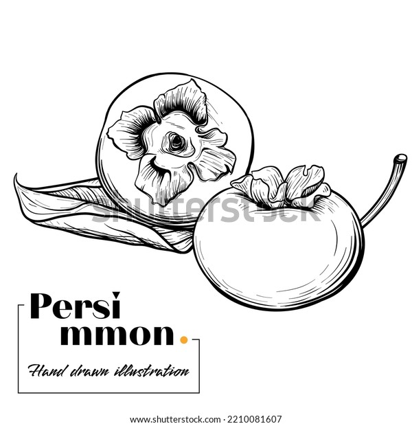 Persimmon Hand Drawn Vector Illustration Stock Vector (Royalty Free ...
