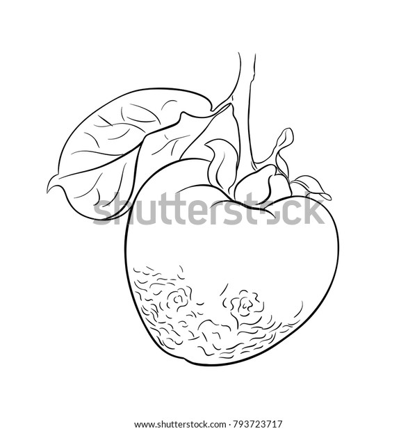 Persimmon Line Art Vector Hand Drawn: เวกเตอร์สต็อก (ปลอดค่าลิขสิทธิ์ ...