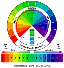 Ph Balance Body Stock Vector (Royalty Free) 2073817925 | Shutterstock